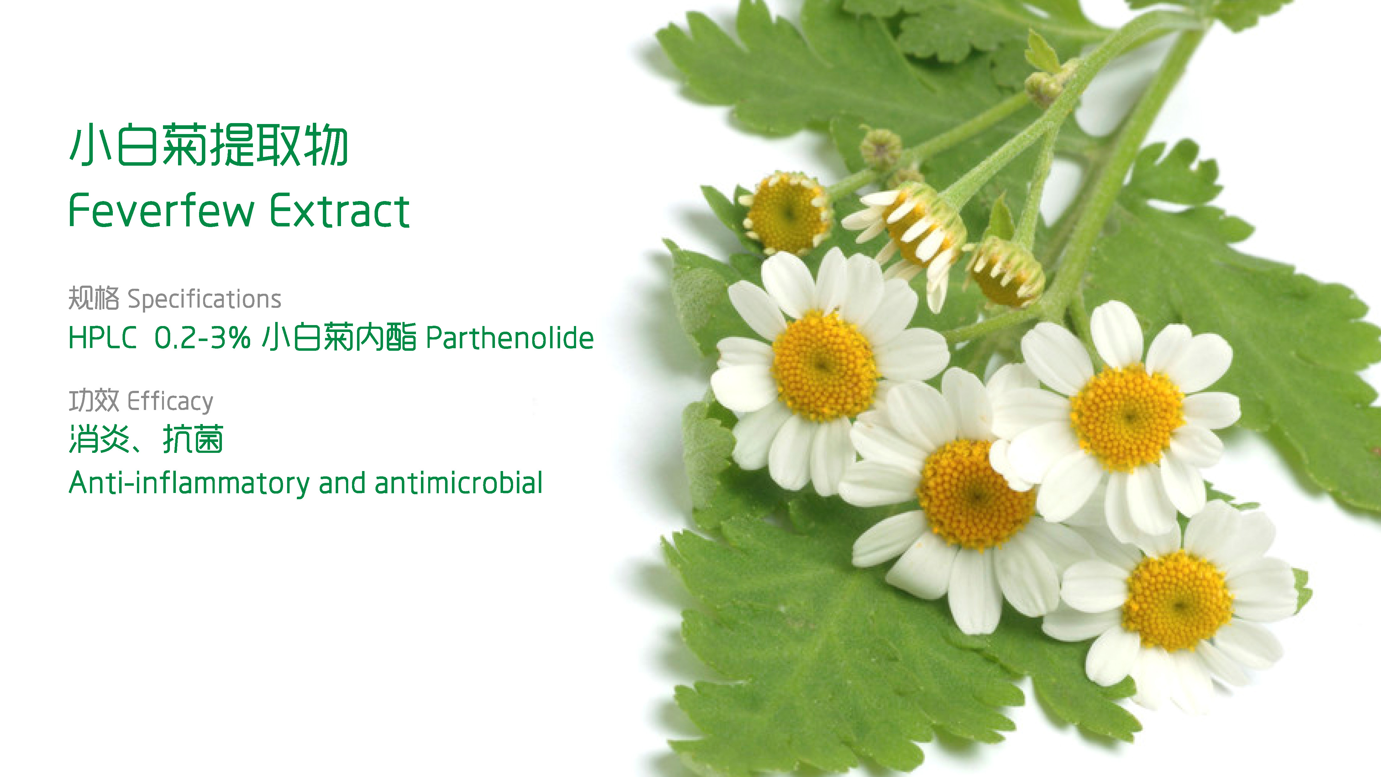 Feverfew Extract | Shaanxi Jiahe Phytochem Co Ltd | CPHI Online