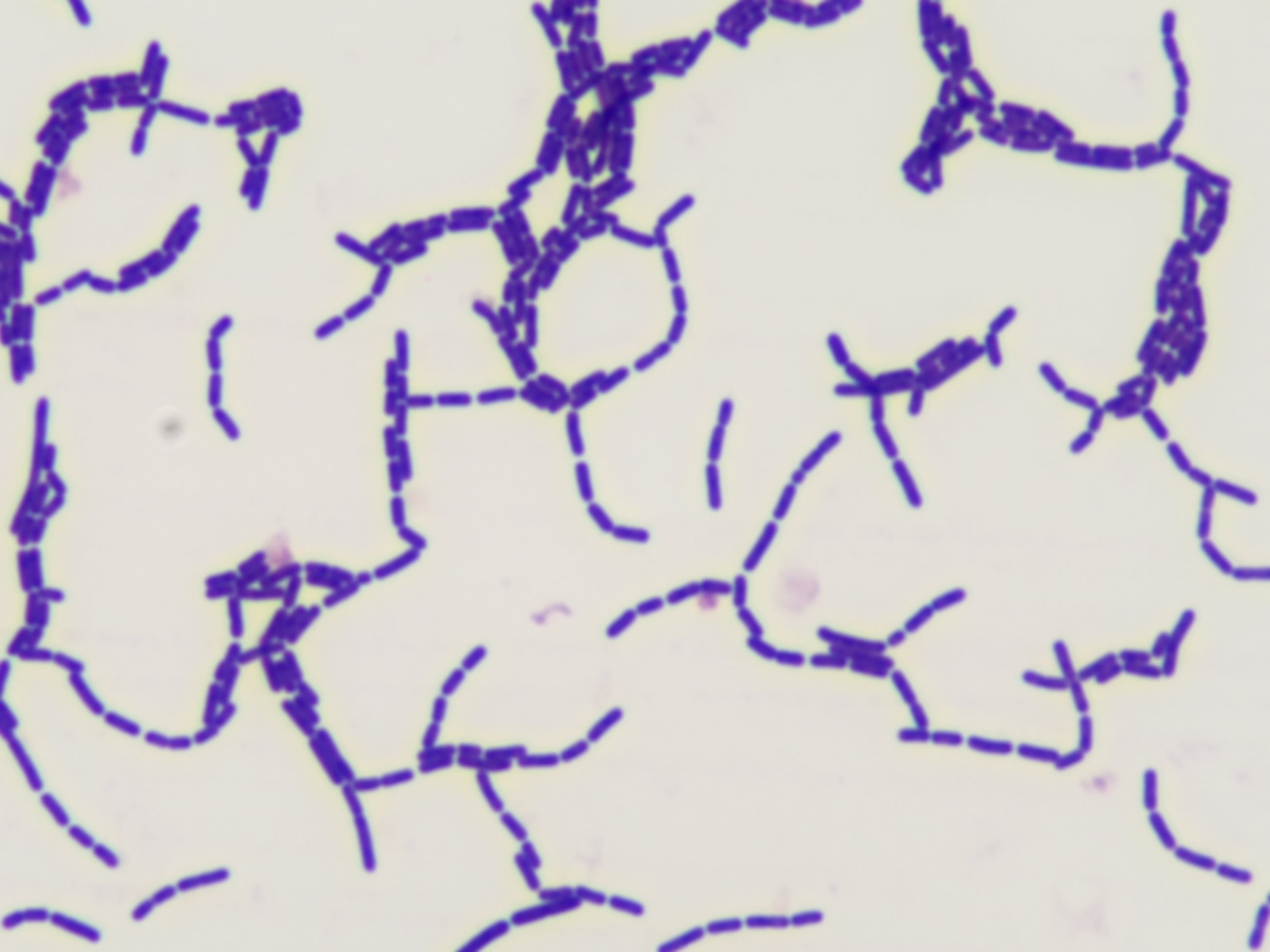 Lactobacillus rhamnosus GG ( ATCC 53103) | CPHI Online