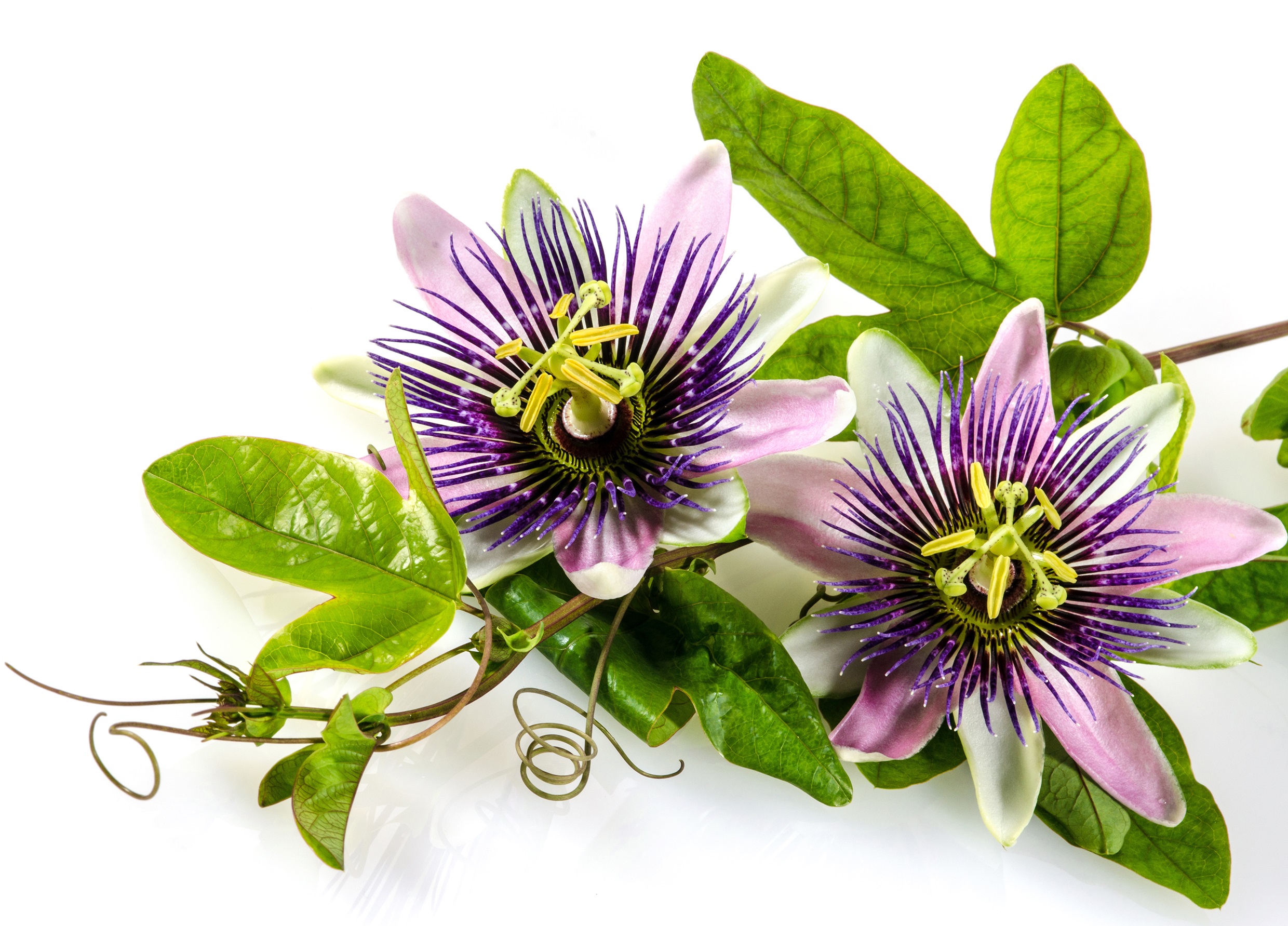 PASSION FLOWER EXTRACT | SELECT BOTANICAL SL | CPHI Online