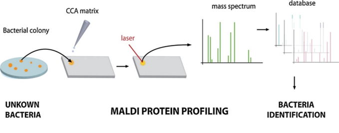 MALDI-TOF MS techniques in microbial identification | CPHI Online
