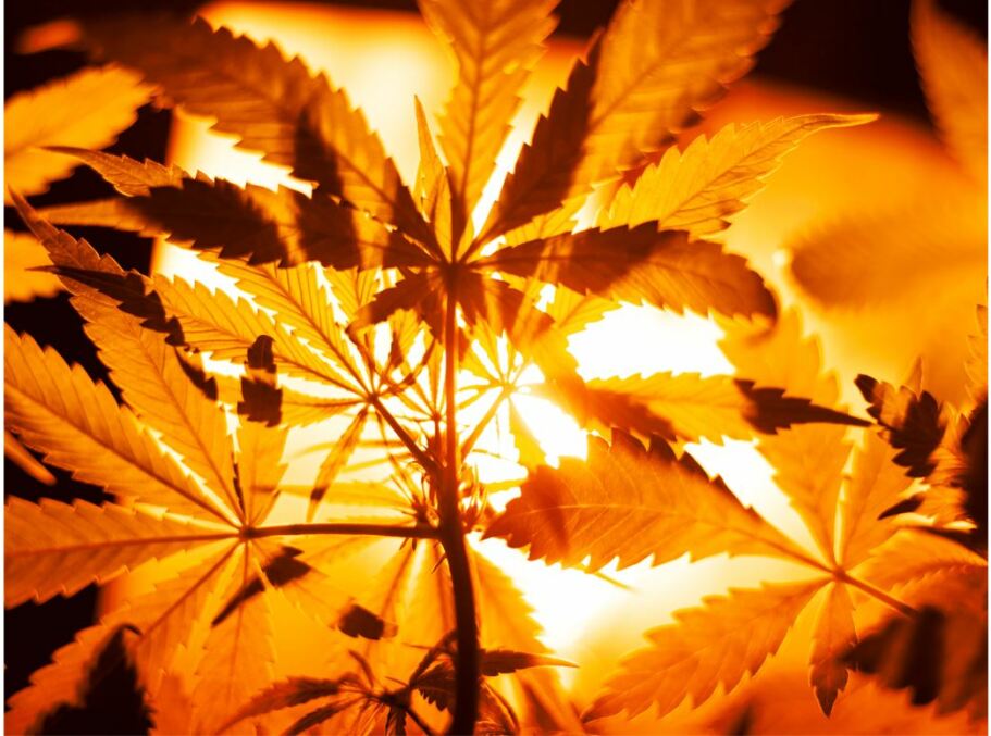 Panaxia's medical cannabis facility in Malta gains EU-GMP... | CPHI Online