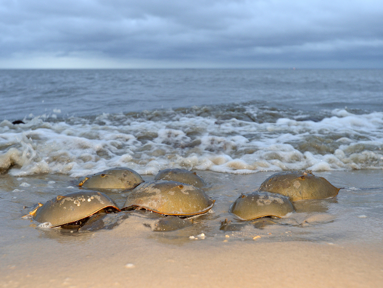 Protecting Horseshoe Crabs and Ensuring Responsible Pharmaceutical ...