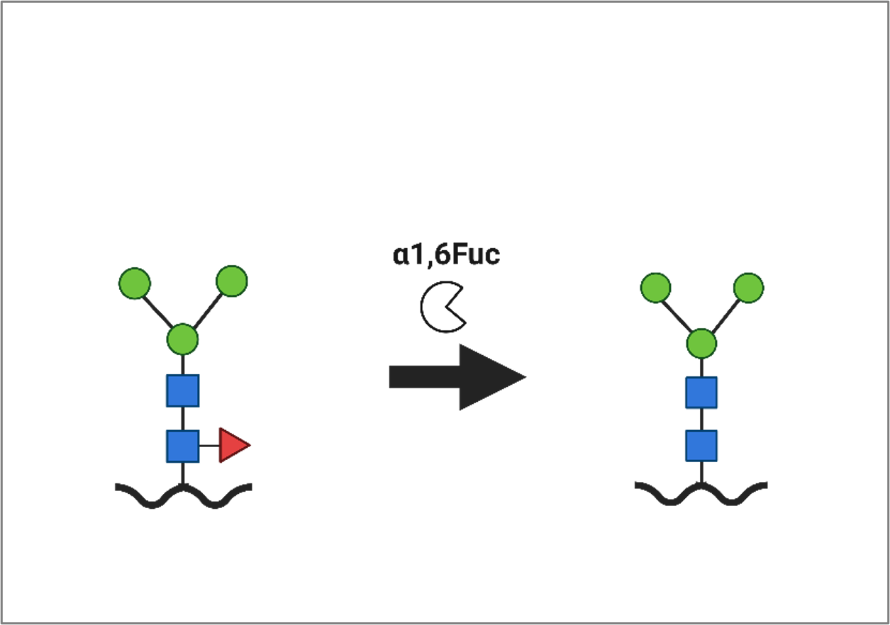 alpha-1,6-fucosidase | Eversyn GmbH | CPHI Online
