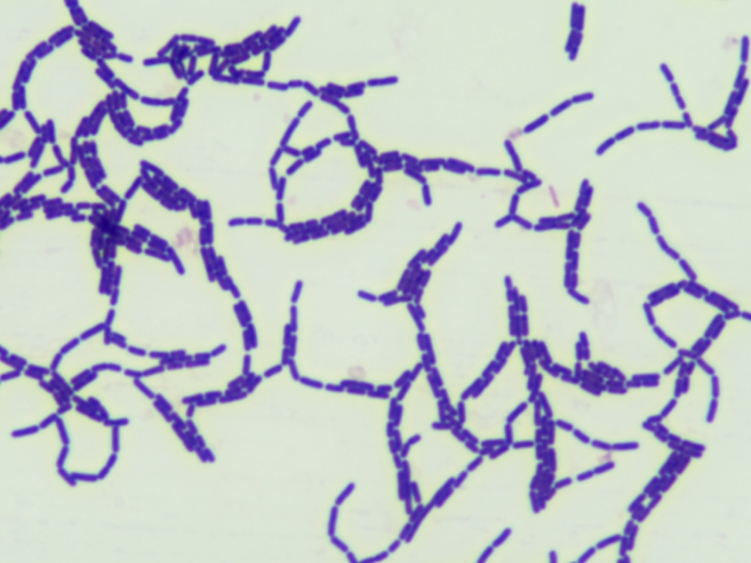 Bacillus subtilis | Advanced Vital Enzymes Pvt Ltd | CPHI Online