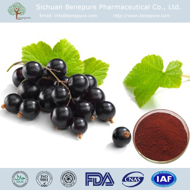 Black Currants Extract Powder Anthocyanins 5%-25% | CPHI Online