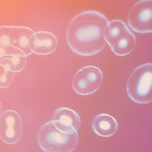 CHO and HEK stable cell line development | ExcellGene | CPHI Online