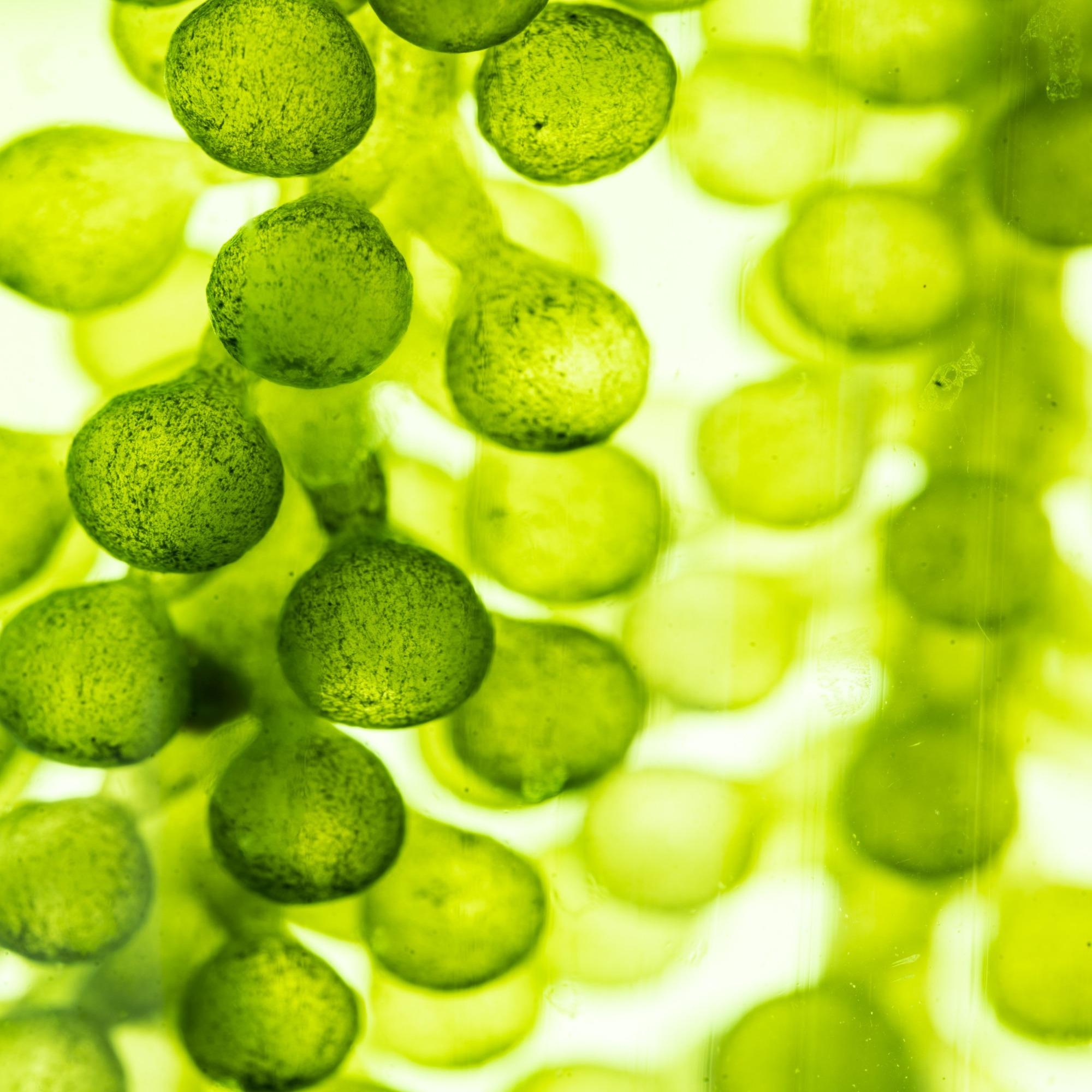 CMC Solutions | ELIQUENT Life Sciences | CPHI Online