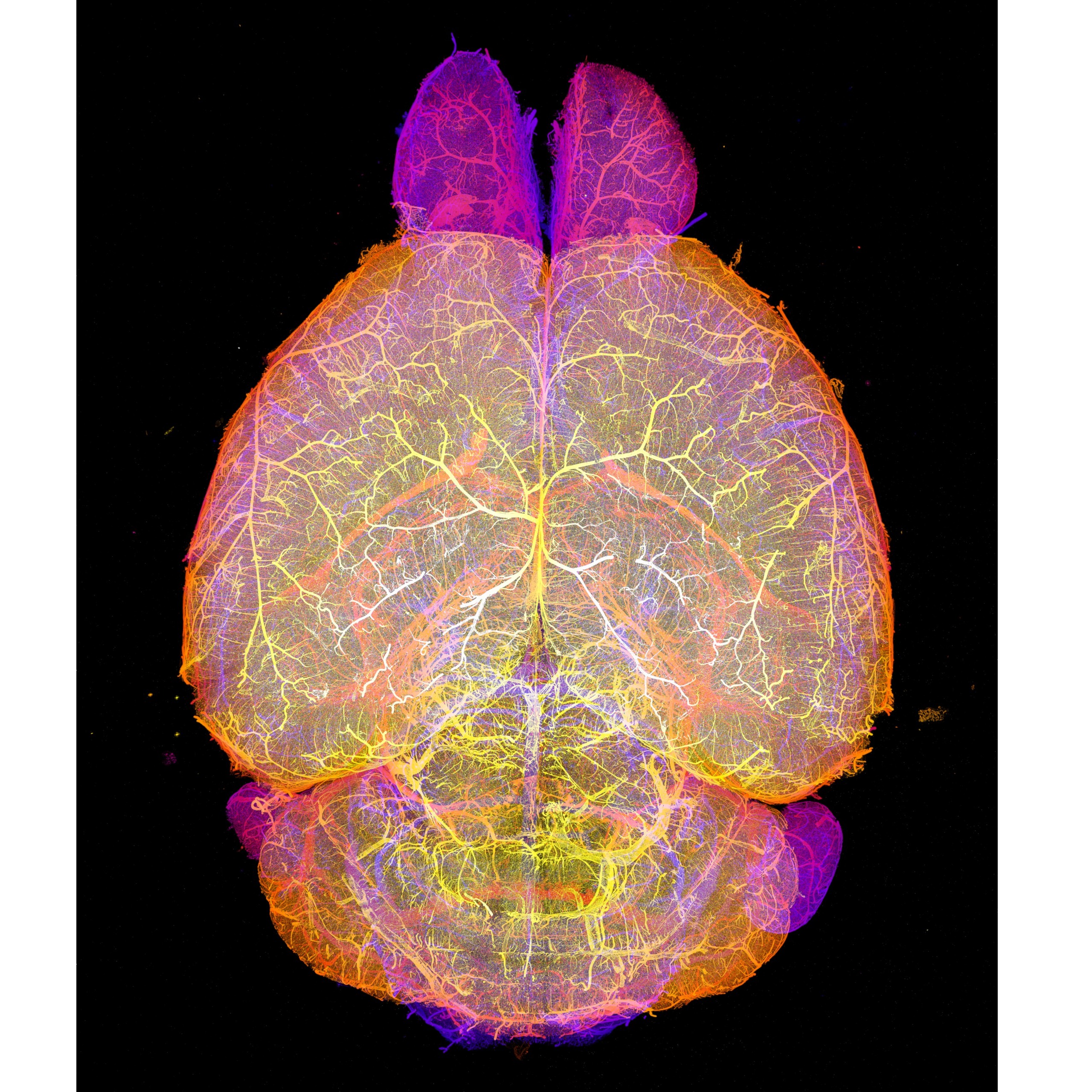 CUBIC 3D Imaging and Analytical Services | CUBICStars, Inc. | CPHI Online