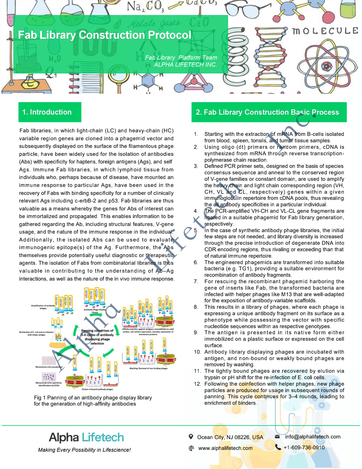 Fab&Fc Antibody Libraries Construction | ALPHA LIFETECH INC. | CPHI Online