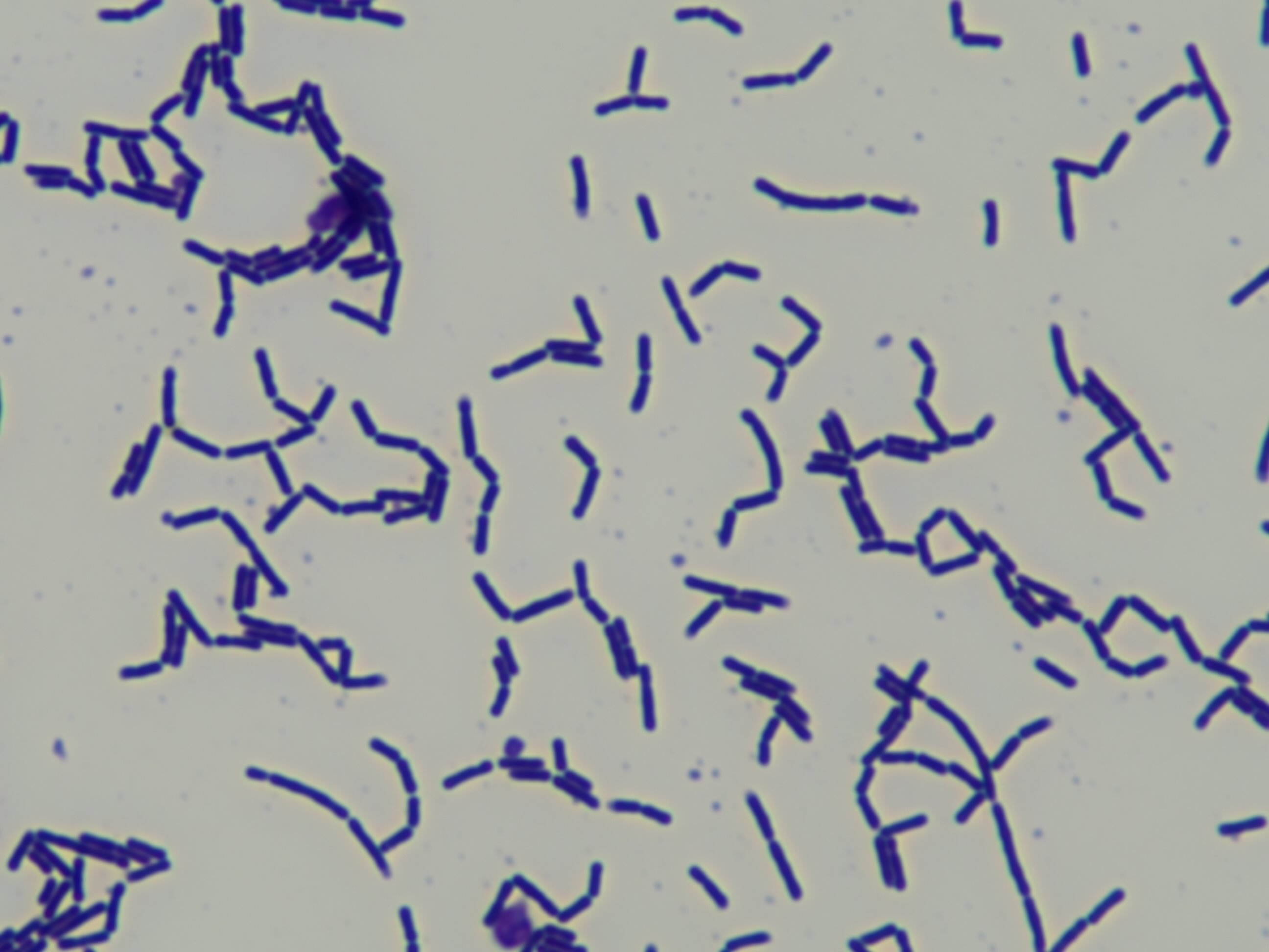 Lacticaseibacillus casei | Advanced Vital Enzymes Pvt Ltd | CPHI Online