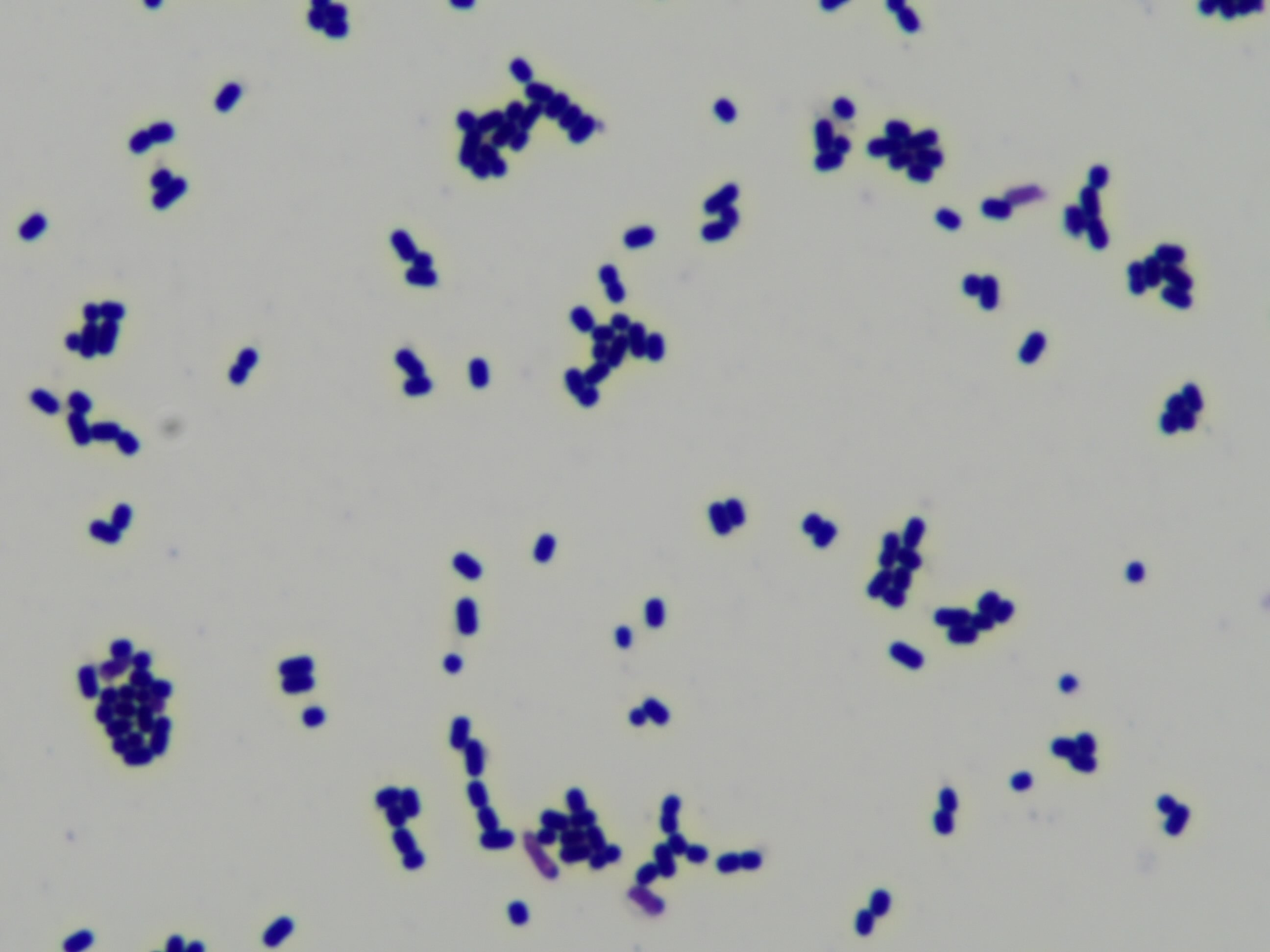 Limosilactobacillus reuteri | Advanced Vital Enzymes Pvt Ltd | CPHI Online