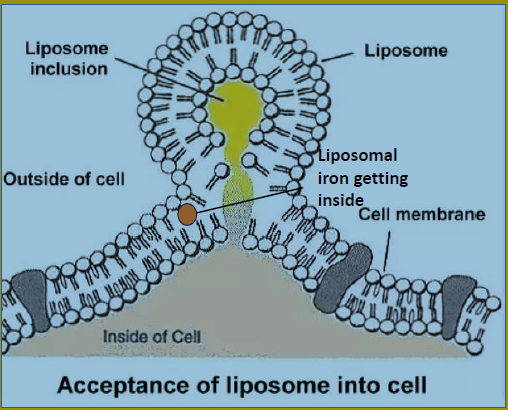 Liposomal Iron, Liposomal Calcium, Liposomal Magnesium, Liposomal Zinc ...