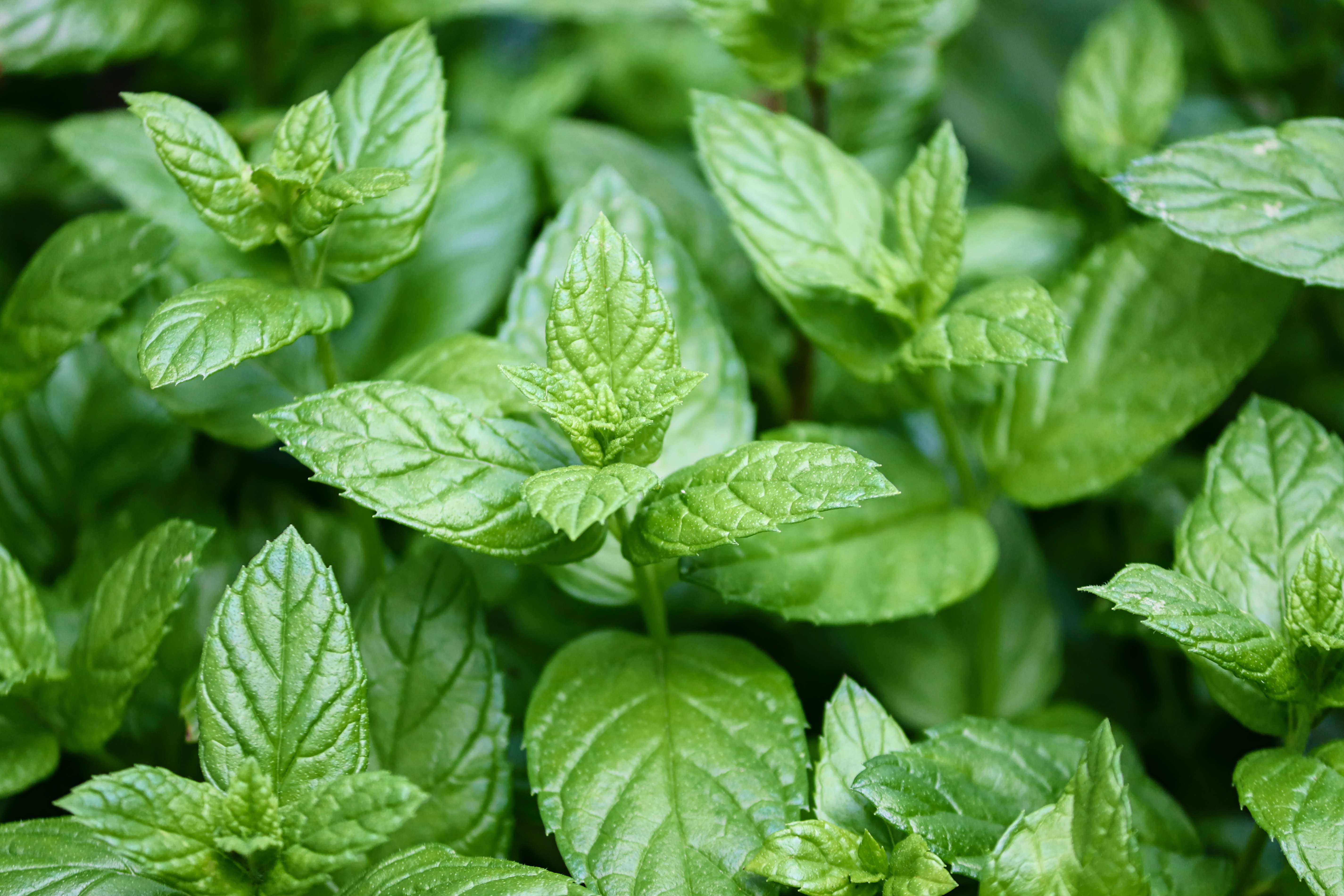 PEPPERMINT LEAF EXTRACT | SELECT BOTANICAL SL | CPHI Online
