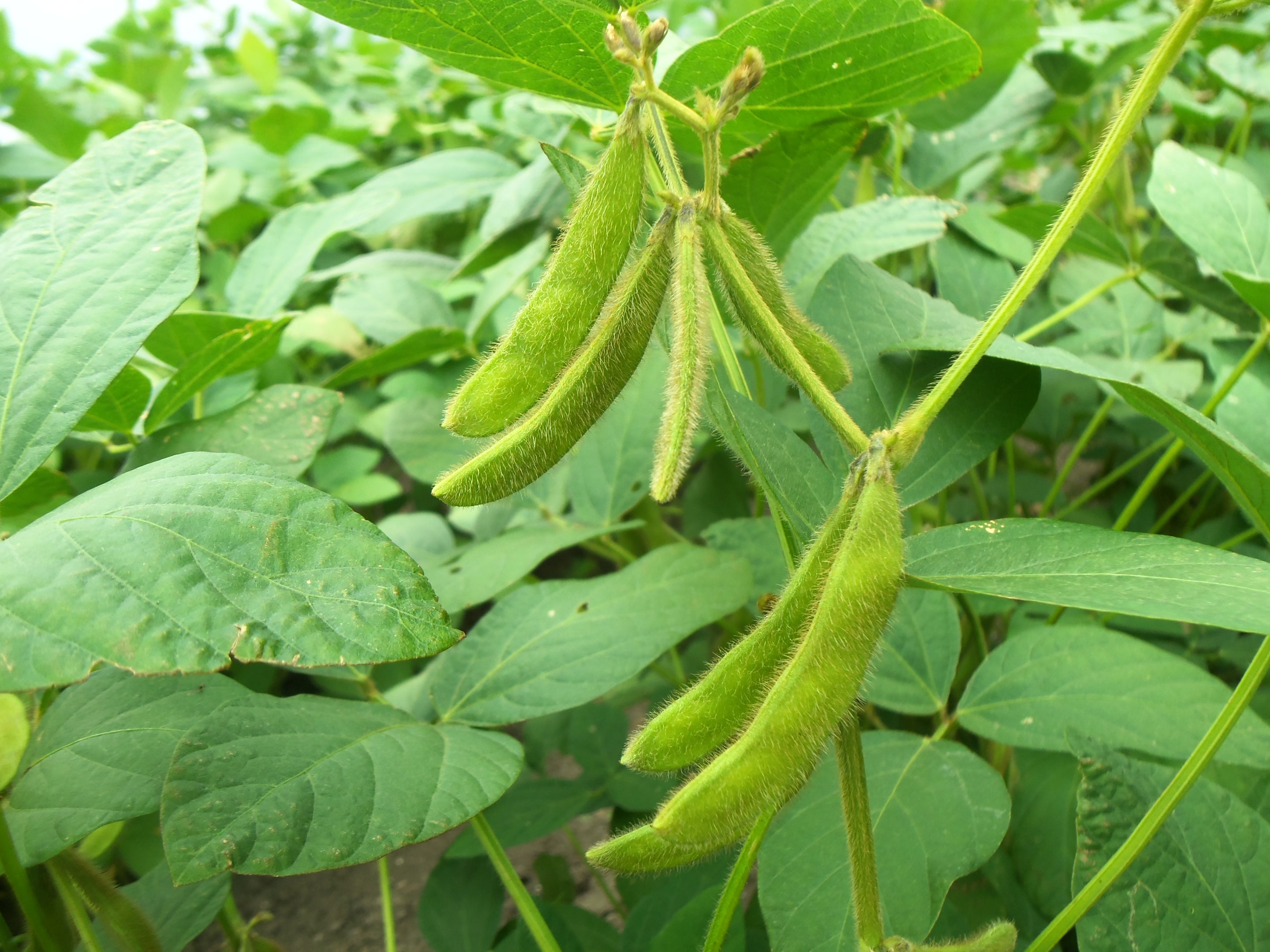 SOY ISOFLAVONES | SELECT BOTANICAL SL | CPHI Online