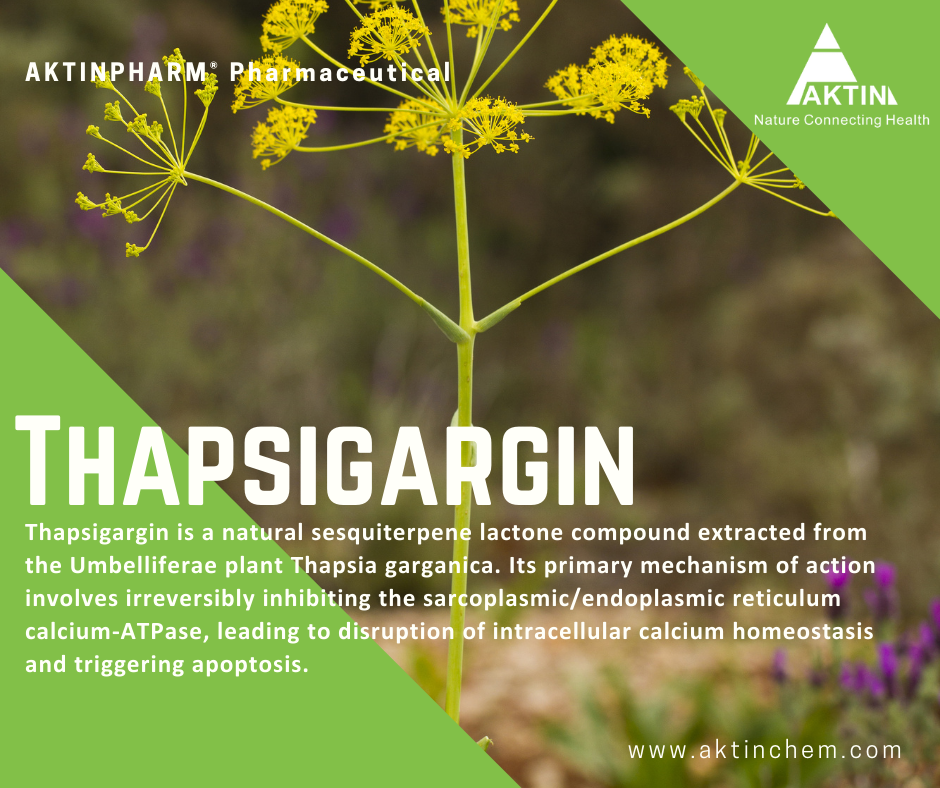 Thapsigargin | Aktin Chemicals, Inc | CPHI Online